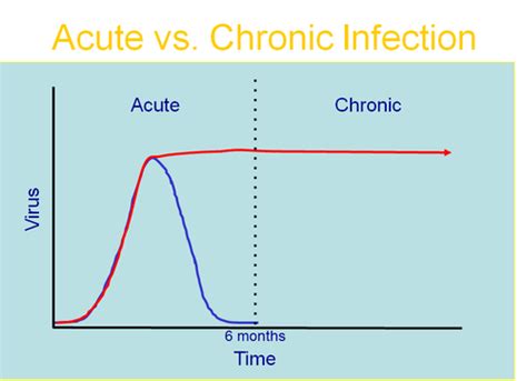 Hepatitis Viruses Lec 23 Casey Micro Flashcards Quizlet