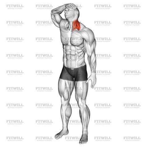 Neck Flexor And Rotational Stretch Exercise Guide Techniques