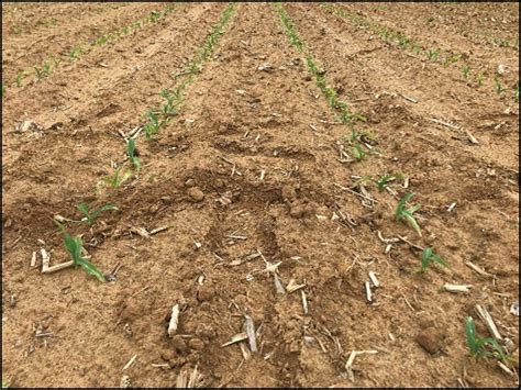 Questions About Corn Emergence Fmc Ag Us