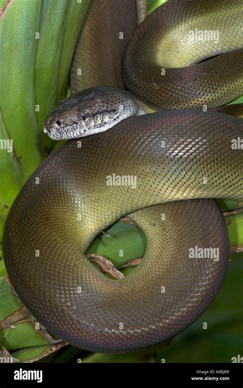 Papuan Python Snake Apodora Papuana New Guinea Nocturnal Ability To Change Color Curled On