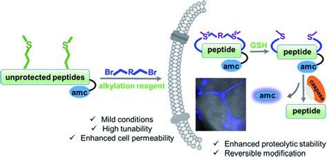 Schematic Presentation Of The Met Bis Alkylationdealkylation Strategy