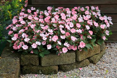 How To Plant Grow And Care For Impatiens Flowers