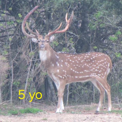 Wildlife Buyer Llc 10 Non Typical Axis Buck