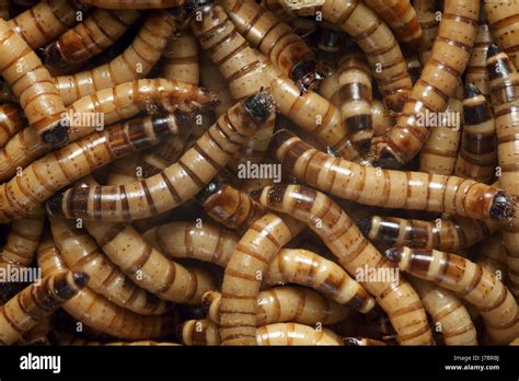 Insect Brown Brownish Brunette Bait Bug Larva Backdrop Background Macro