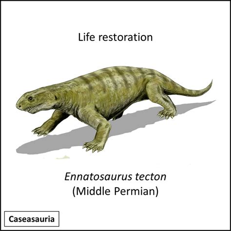 Mammalian Stem Group