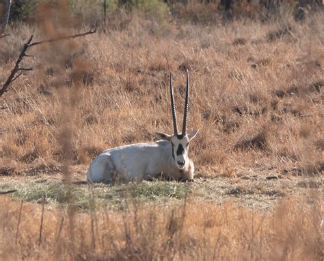 Definitive Guide To Arabian Oryx Facts Habitat Conservation Status