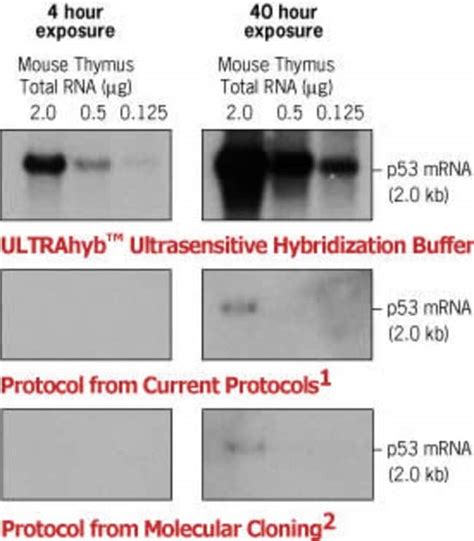Hybridization Buffer Recipe At Charlotte Odom Blog