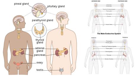 Thymus Gland Definition Structure Location Hormones Functions