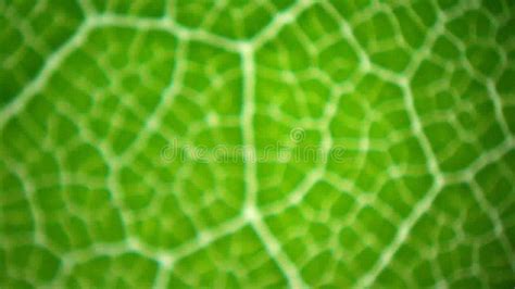 Leaf Under Microscope Stock Video Video Of Organelle 36271054