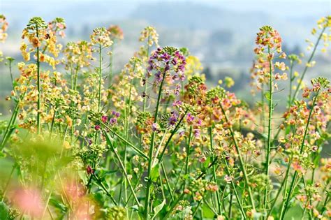 彩色油菜花你见过吗3000亩花海等你打卡 医药医改频道 东方养生