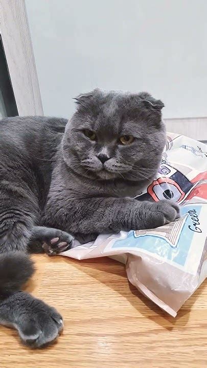 Милый котик 😍 😍 😍 😍 😍 😍 😍 Youtube