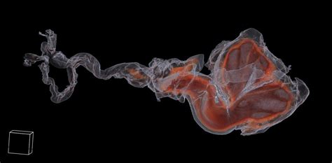 Dolphin Sex Is Literally Kinky Sciencealert