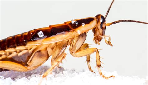 German Cockroaches Have Humans To Thank For Their Evolution Futurity