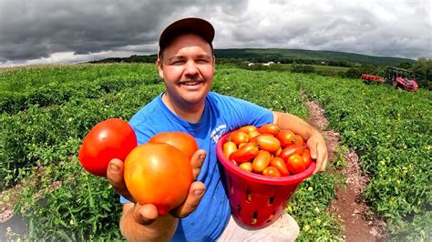 OUR FIRST MAJOR TOMATO HARVEST YouTube