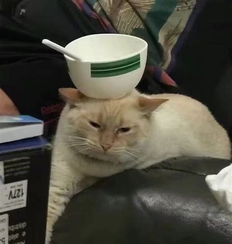 猫猫狗狗 堆糖，美图壁纸兴趣社区