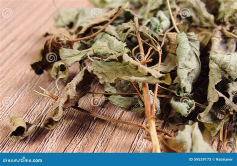 Heap Of Dried Lemon Balm On Wooden Surface Stock Image Image Of Plank