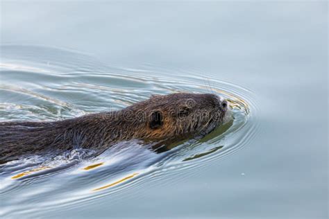 Nutra Myocastor Coypus Nadando No Pequeno Rio Foto De Stock Imagem
