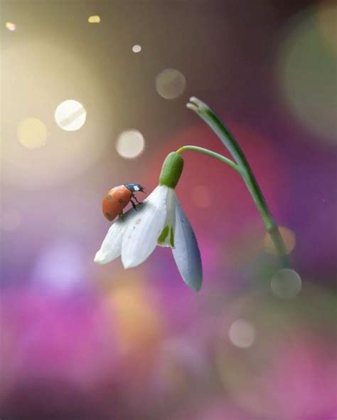 Pin By Sheila On Lien Pin Vriend