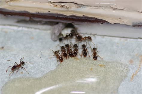 8 Things You Didnt Know About Pest Control Services Pointe Pest