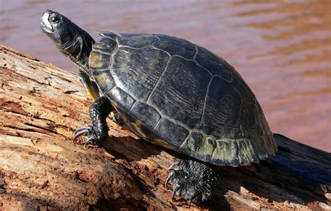 Hundreds Of Turtles Run Away From Georgia Farm The Two Way Npr
