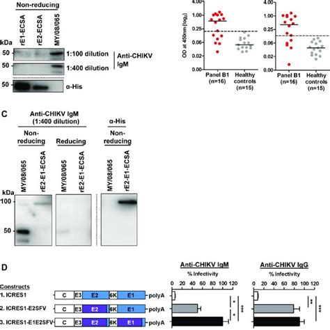 The Appearance Of Chikv Specific Neutralizing Antibodies Is Associated