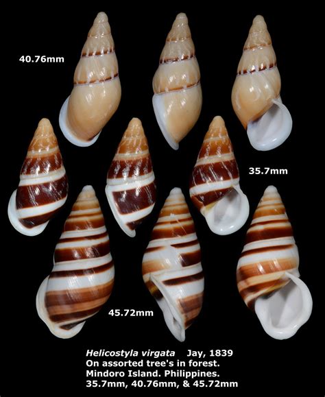 Helicostyla virgata 35.7 to 45.72mm