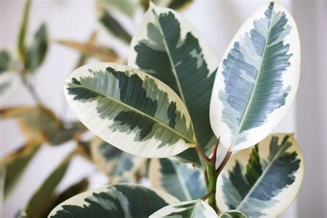 10 Types Of Rubber Plants For Your Home