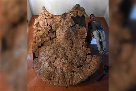 Turtle Fossil The Size Of A Car Unearthed Shows Signs Of Ancient Croc