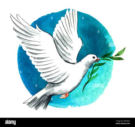 Flying White Dove With Olive Branch Hand Drawn Ink And Watercolor On