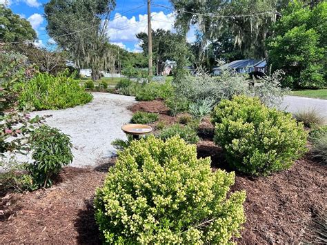 Buttonsage Lantana Involucrata — Florida Native Plants Nursery