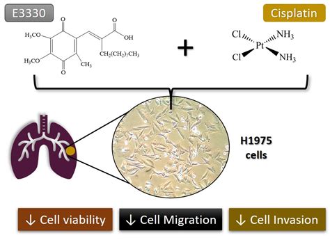 Antioxidants Free Full Text Impact Of The Ape1 Redox Function