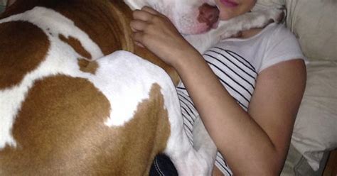 Yet Another Example Of A Vicious Man Eating Pitbull Imgur