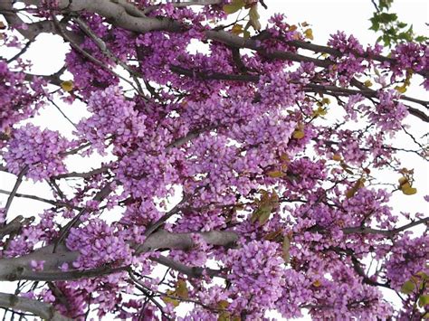 Cercis Siliquastrum Albero Di Giuda