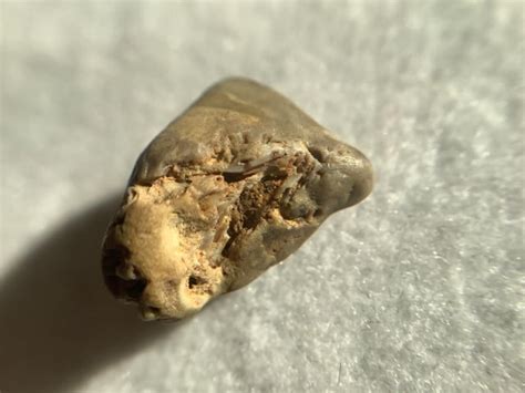 Fragment Of A Fossil Bone R Fossilid