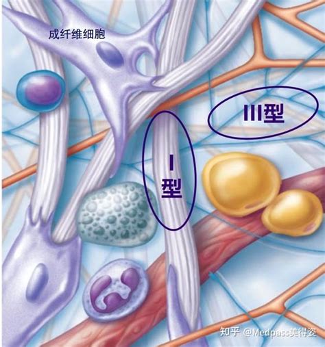 【自由享胶原】为什么皮肤嘭弹要补iii型胶原蛋白 知乎