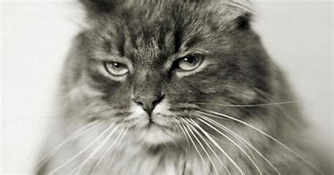 Thou Art As Loathsome As A Toad Album On Imgur