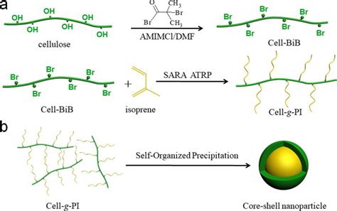 Cellulose Based Thermoplastics And Elastomers Via Controlled Radical
