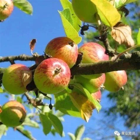 苹果膨大着色期这几点一定要做好果农收藏 果实 树体 管理工作