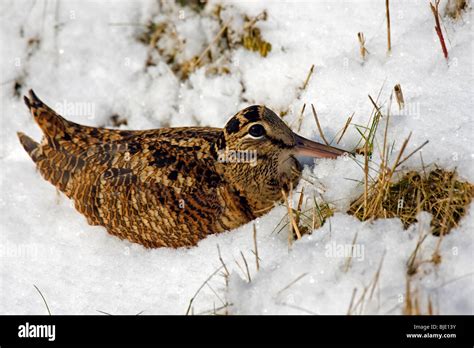 Eurasian Woodcock Scolopax Rusticola Resting In The Snow In Winter