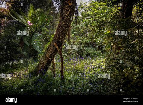 A Tree Propped Up With Sawn Branches In The Wild Sub Tropical Penjjick