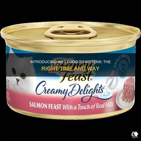Introducing Wet Food To Kittens The Right Time And Way Petshun