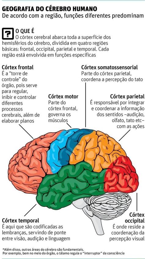 Geografia Do CÉrebro Humano De Acordo Com A Região Funções Diferentes Predominam O Que E O
