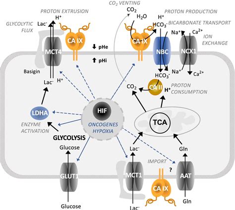 Schematic View Of The Ca Ix Position In Molecular Pathways Driving