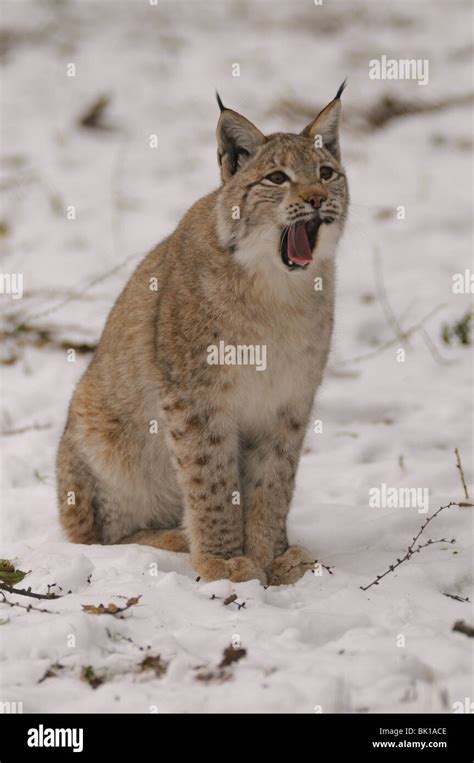 Eurasian Lynx Lynx Lynx Yawning Hi Res Stock Photography And Images Alamy