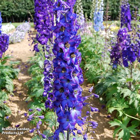 Delphinium Black Knight Suttons