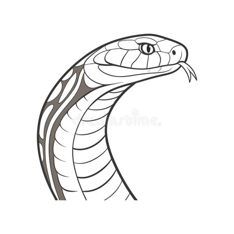 Scrub Python Stock Illustrations 16 Scrub Python Stock Illustrations Vectors And Clipart