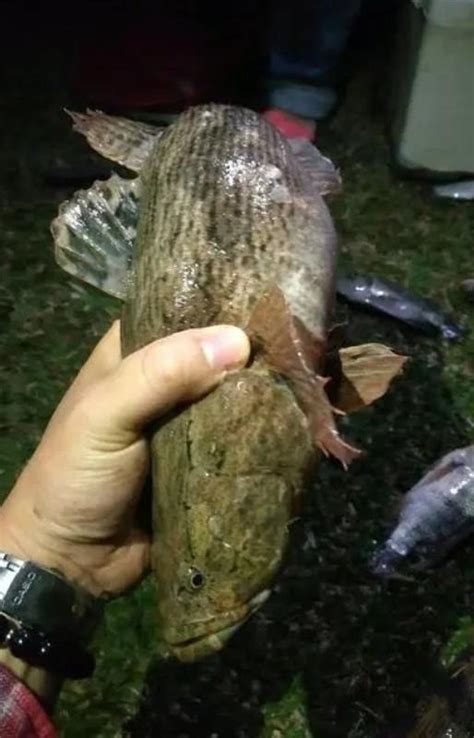 重磅！大嘴凶猛怪鱼入侵我国南方江河，钓鱼人竟然乐开了花？ 知乎