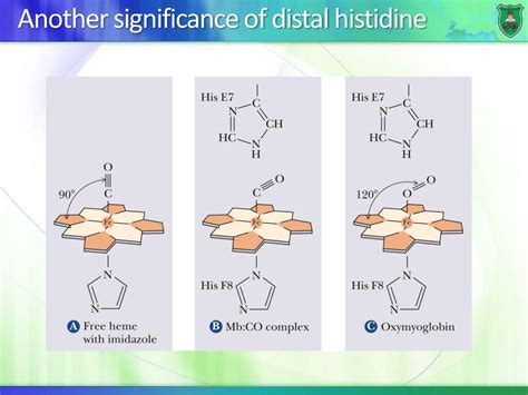 Ppt Globular Proteins Myoglobin And Hemoglobin Powerpoint