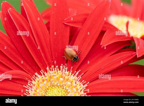Close Up Of Ladybug Without Spots Crawling On Colorful Red Gerber Daisy