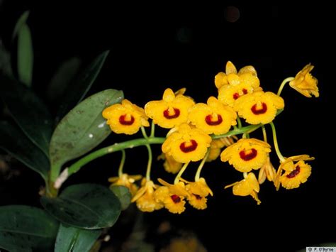 Dendrobium Fimbriatum Hook